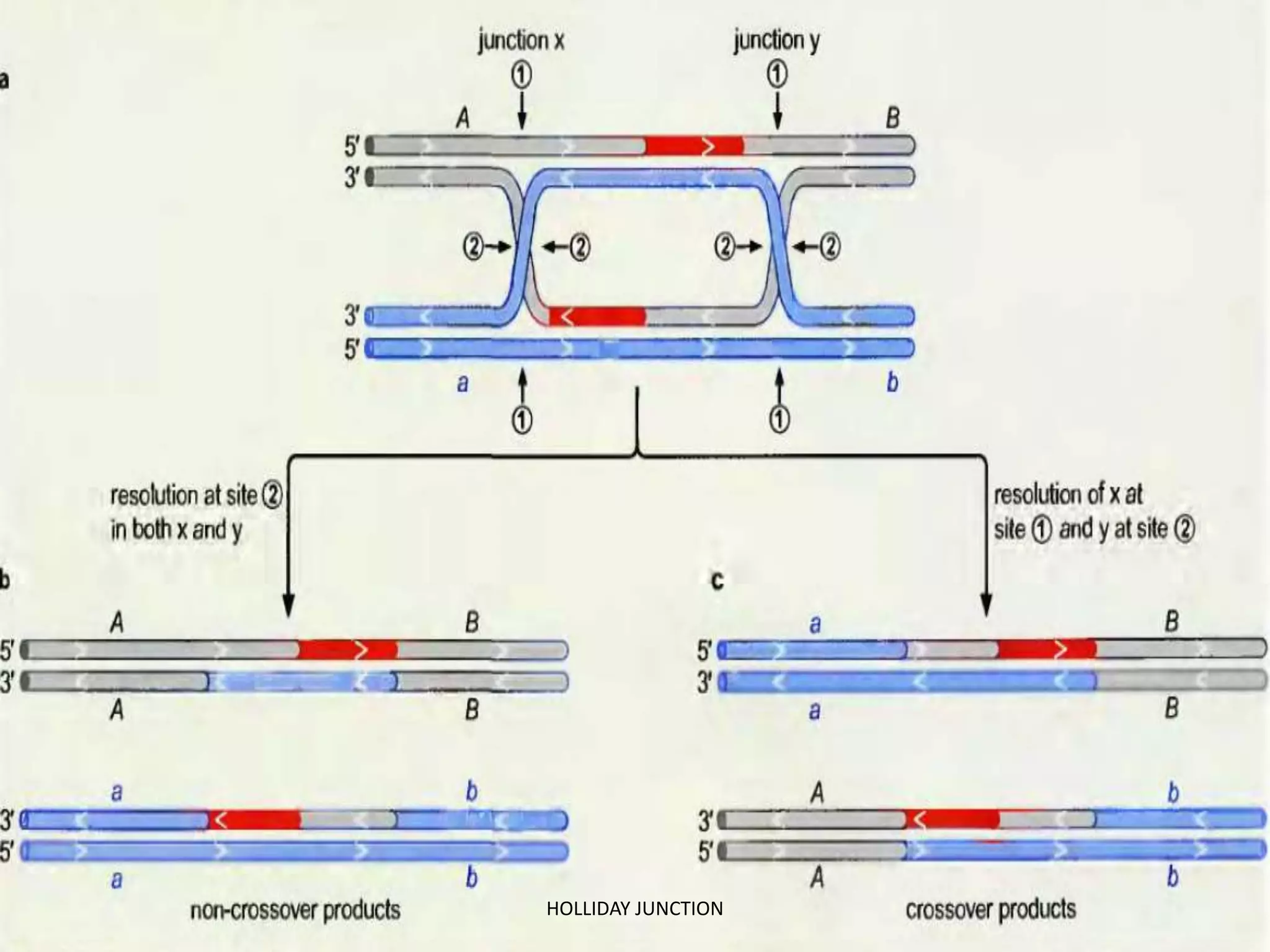 Holliday junction Model by kk | PPT