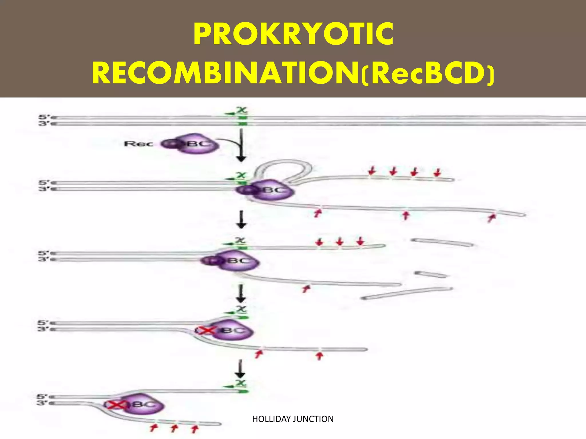 Holliday junction Model by kk | PPT