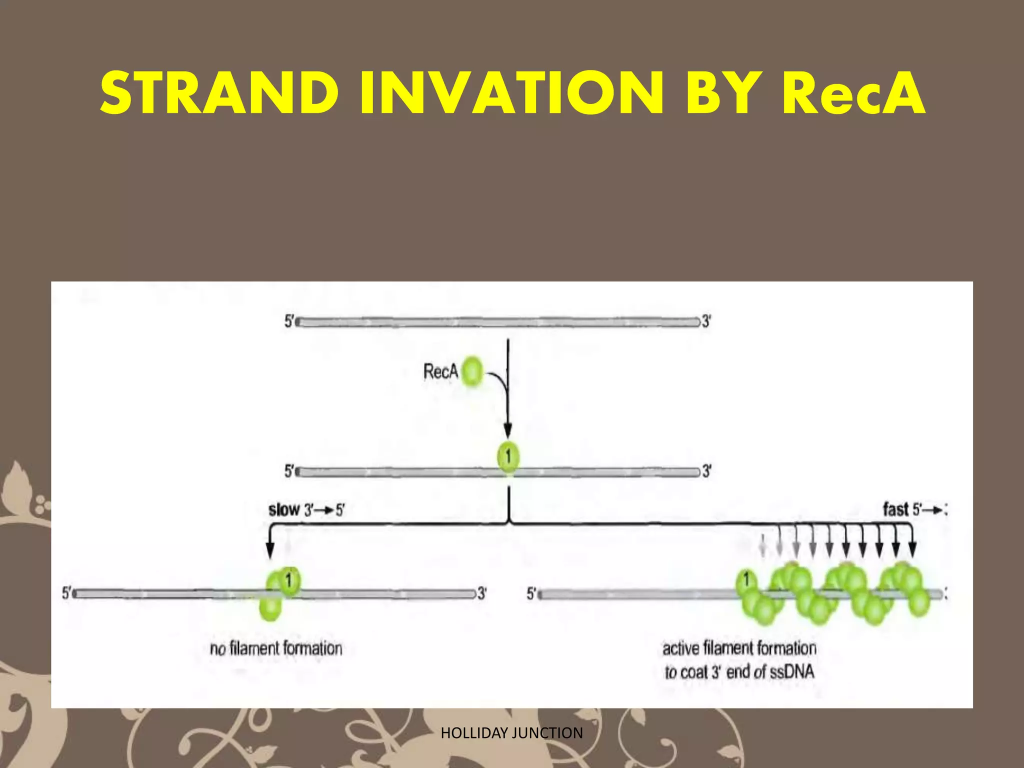 Holliday junction Model by kk | PPT