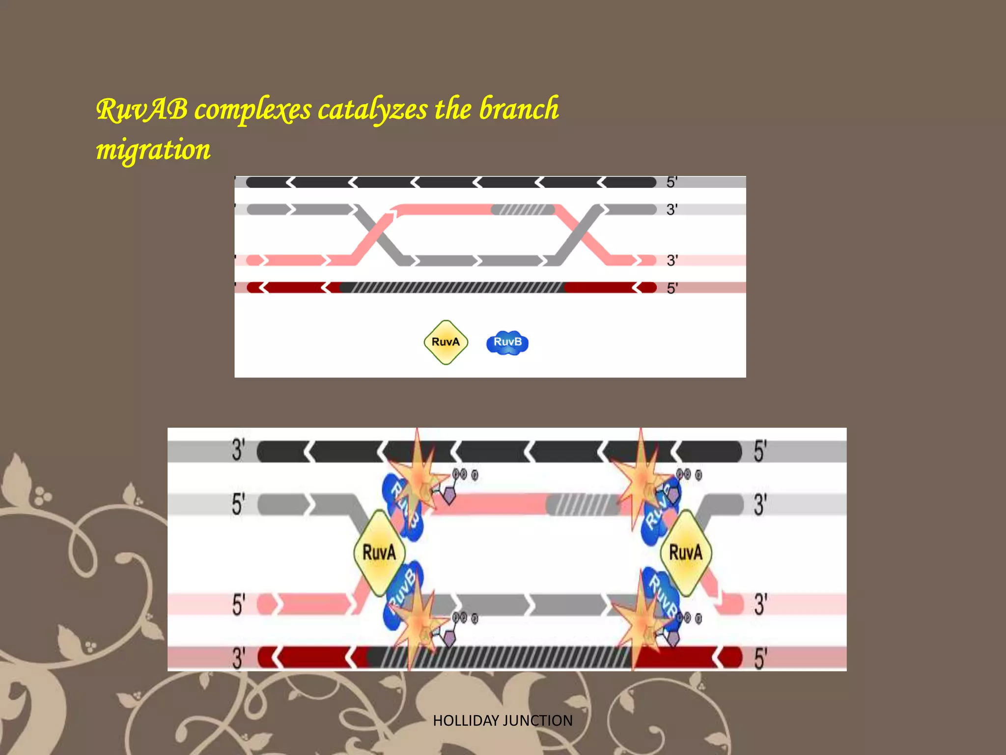 Holliday junction Model by kk | PPT