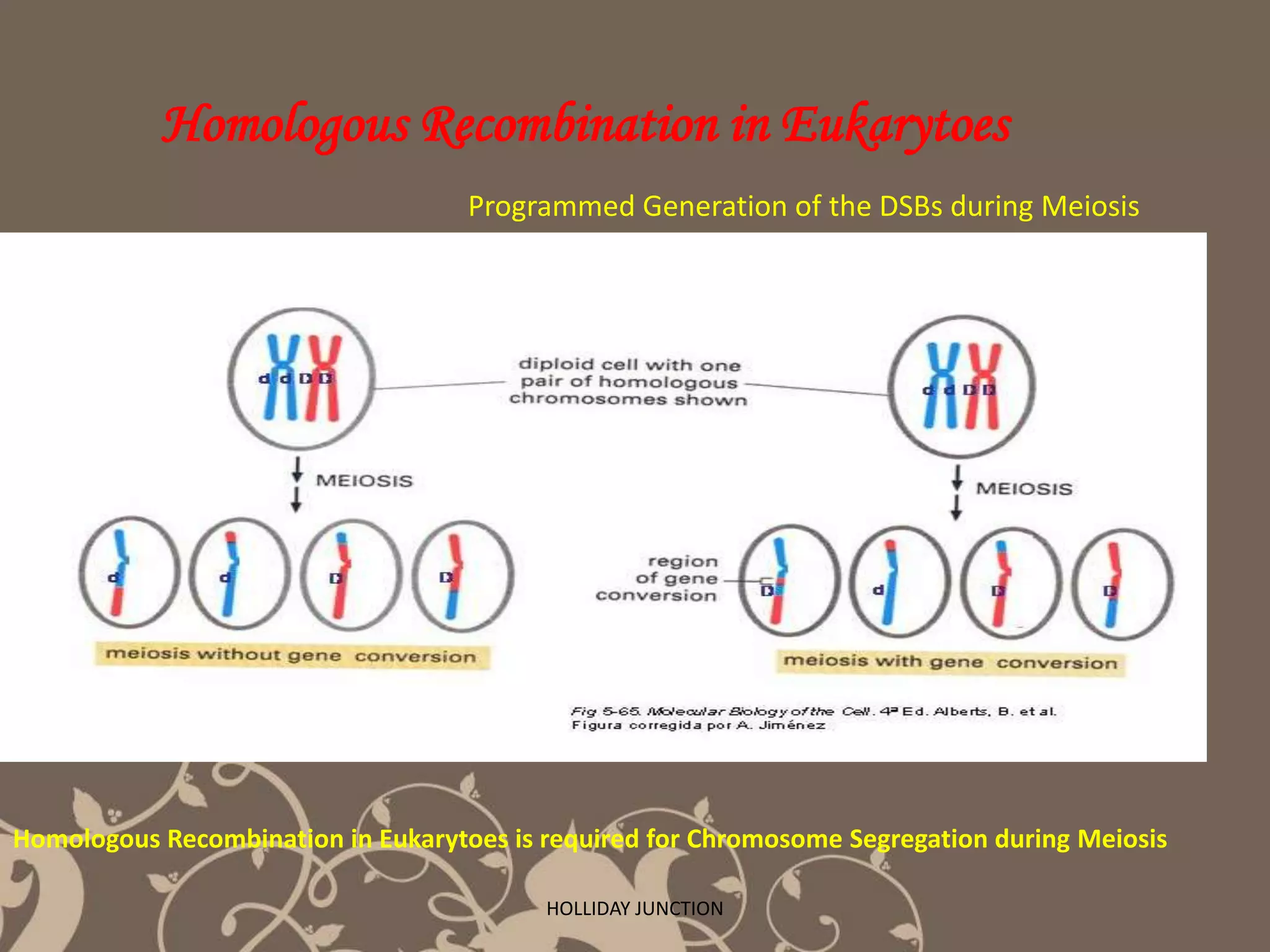 Holliday junction Model by kk | PPT