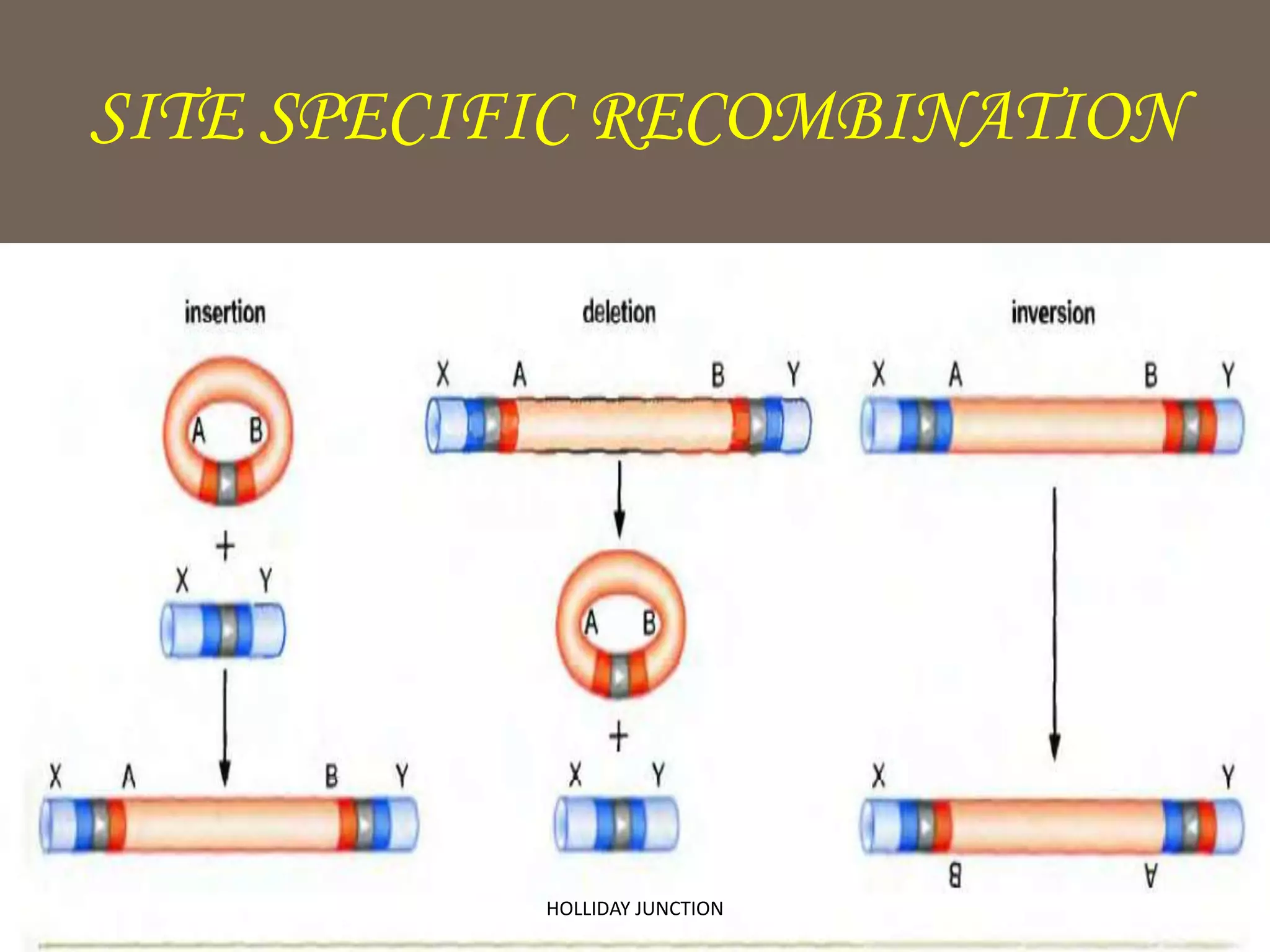 Holliday junction Model by kk | PPT