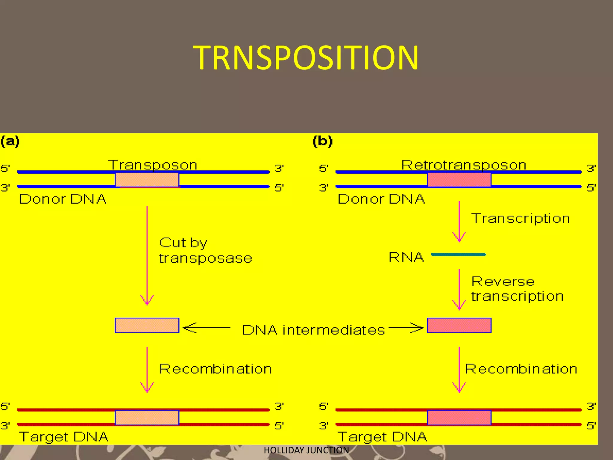 Holliday junction Model by kk | PPT