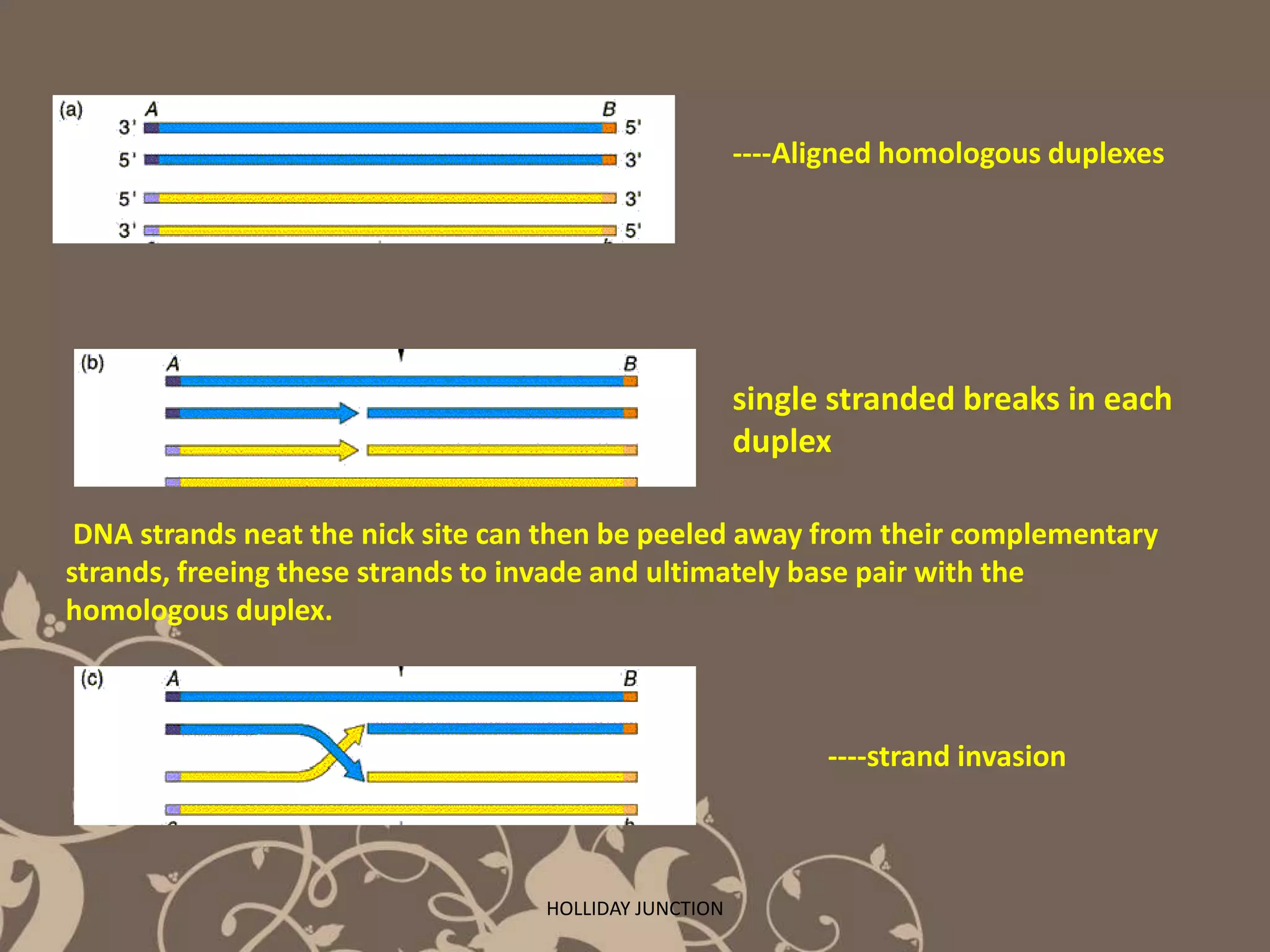Holliday junction Model by kk | PPT