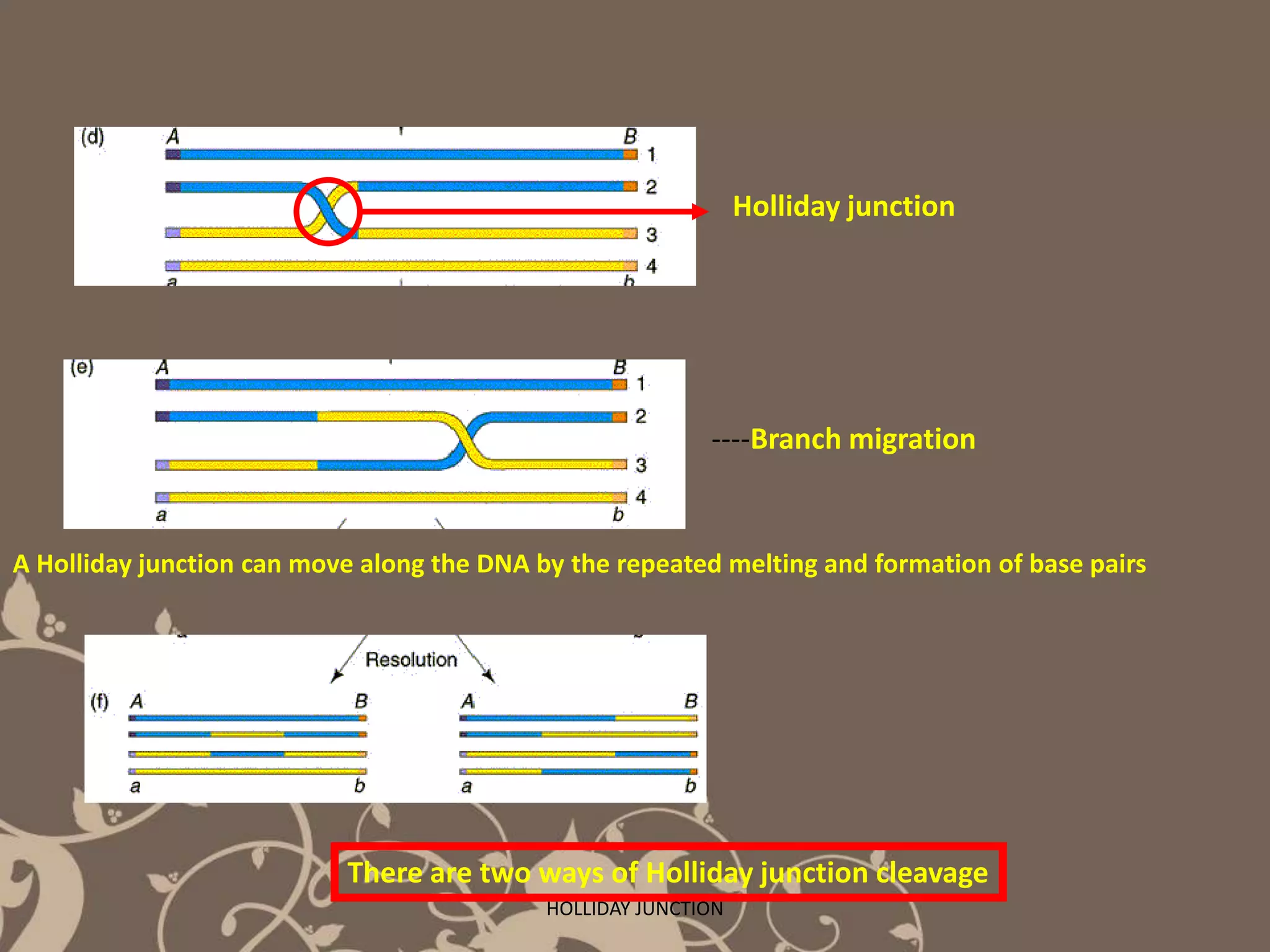 Holliday junction Model by kk | PPT