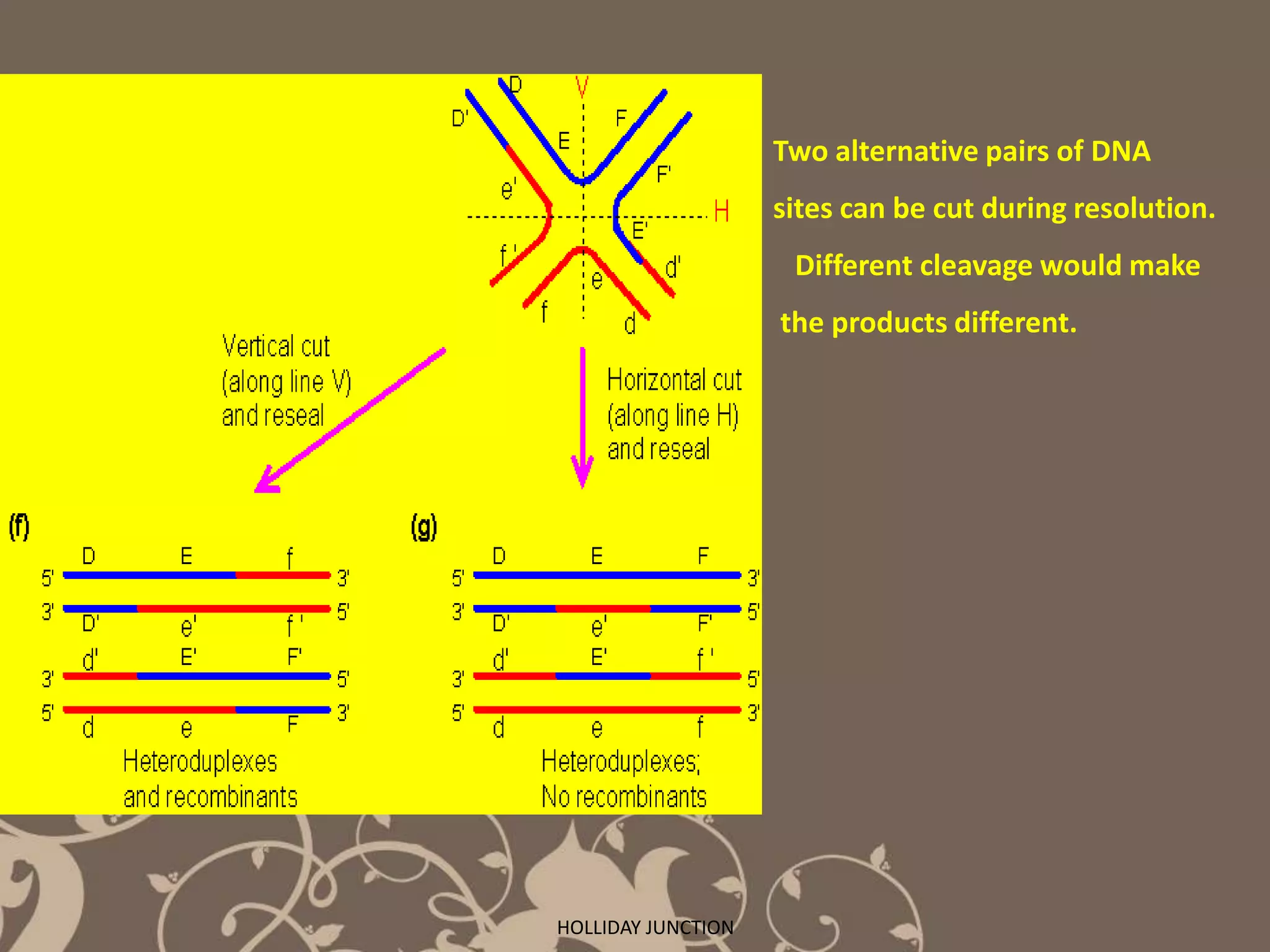 Holliday junction Model by kk | PPT