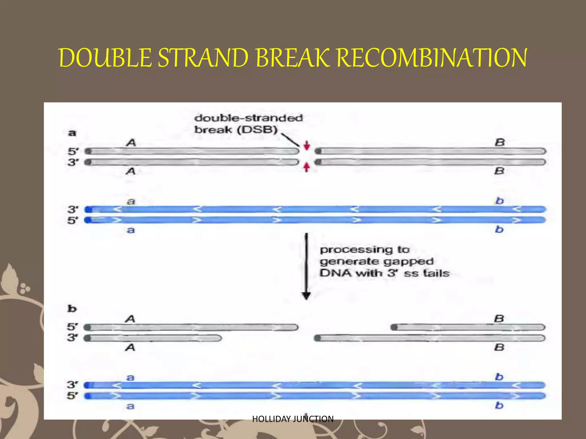 Holliday junction Model by kk | PPT