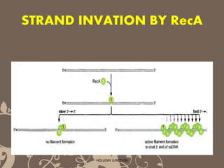 Holliday junction Model by kk | PPT