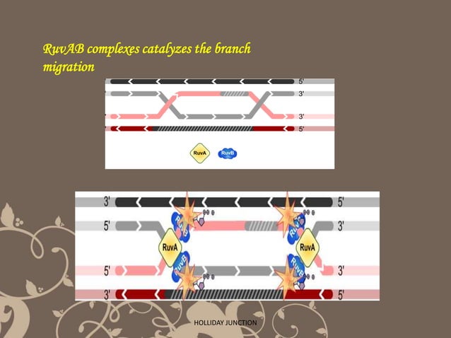 Holliday junction Model by kk | PPT