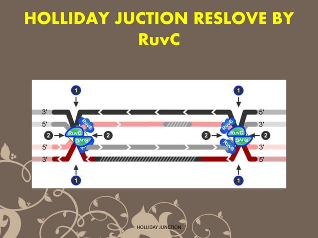 Holliday junction Model by kk | PPT