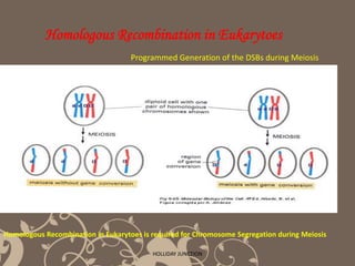 Holliday junction Model by kk | PPT