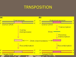 Holliday junction Model by kk | PPT