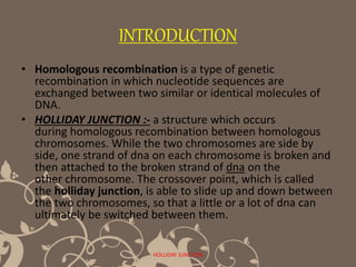 Holliday junction Model by kk | PPT