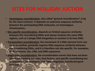 Holliday junction Model by kk | PPT