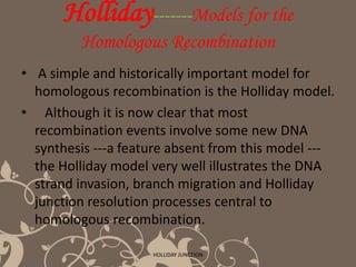 Holliday junction Model by kk | PPT