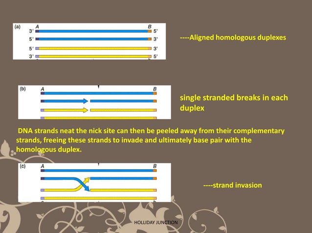 Holliday junction Model by kk | PPT