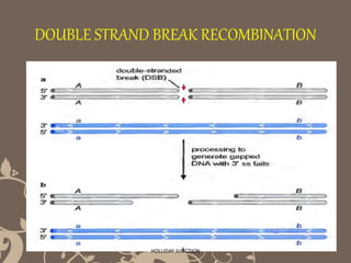 Holliday junction Model by kk | PPT