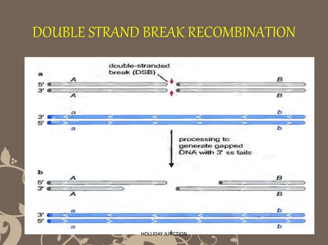 Holliday junction Model by kk | PPT