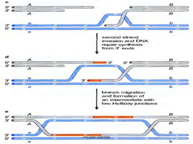 Holliday junction Model by kk | PPT
