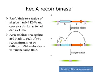 Types of recombinase | PPTX