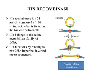 Types of recombinase | PPTX