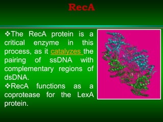 Reconbinase by kk sahu | PPT