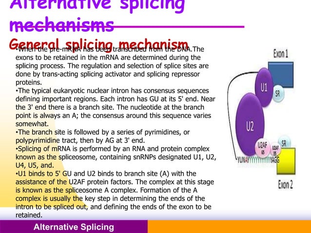 Alternative splicing by kk sahu | PPT