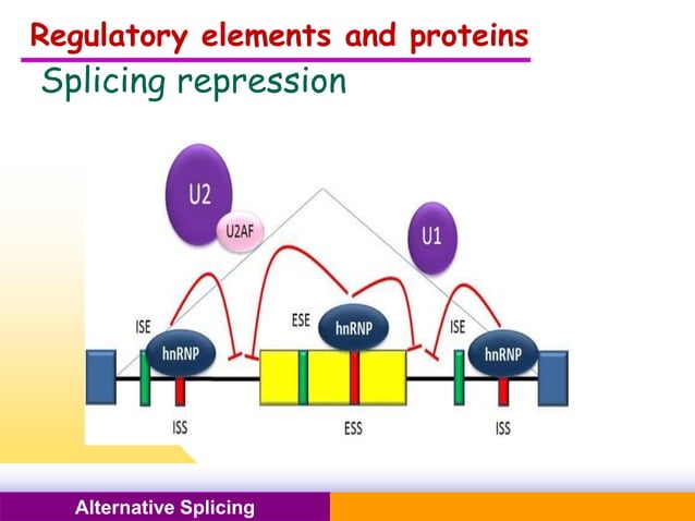 Alternative splicing by kk sahu | PPT