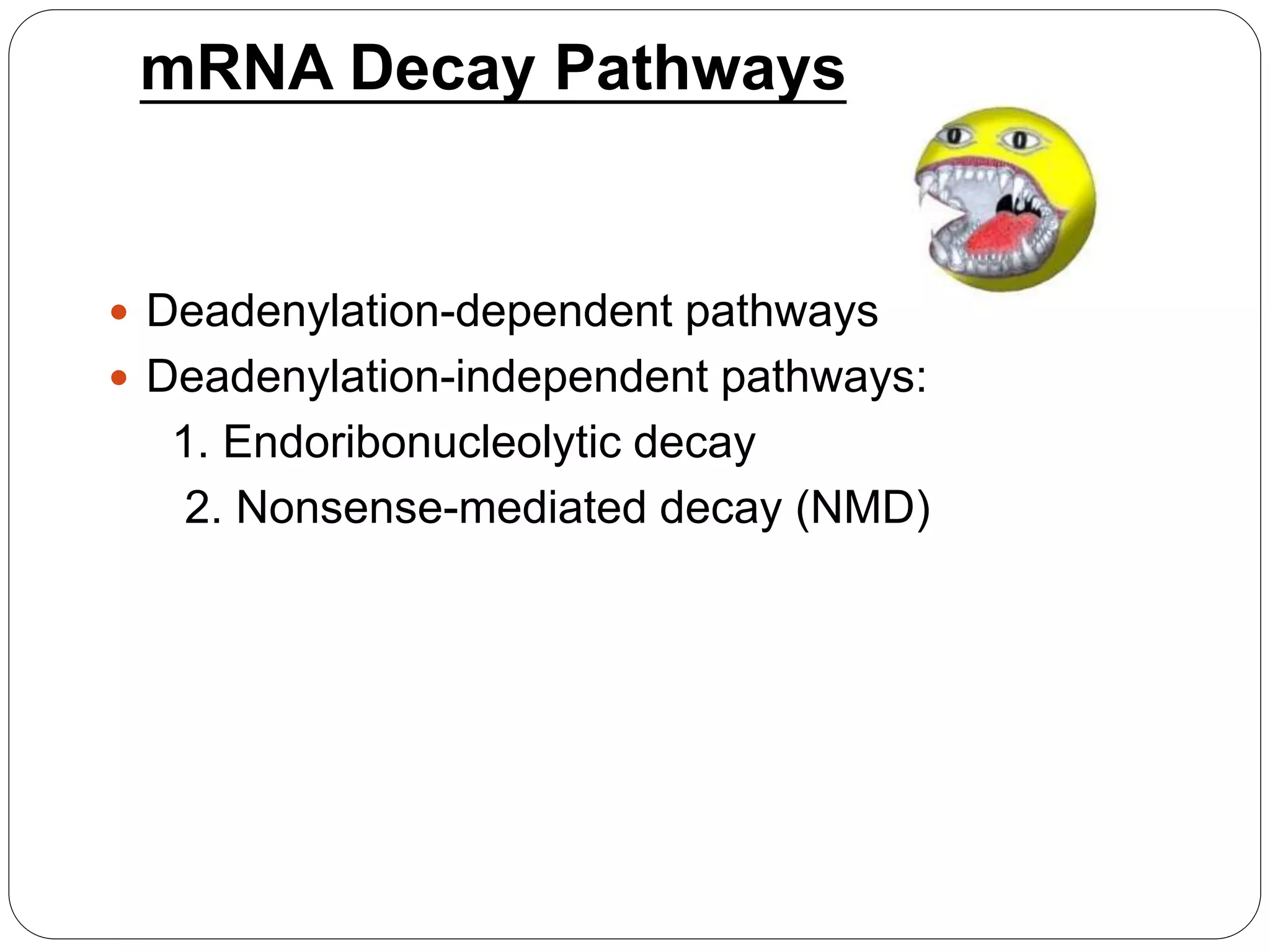 mRNA stability by kk sahu | PPT