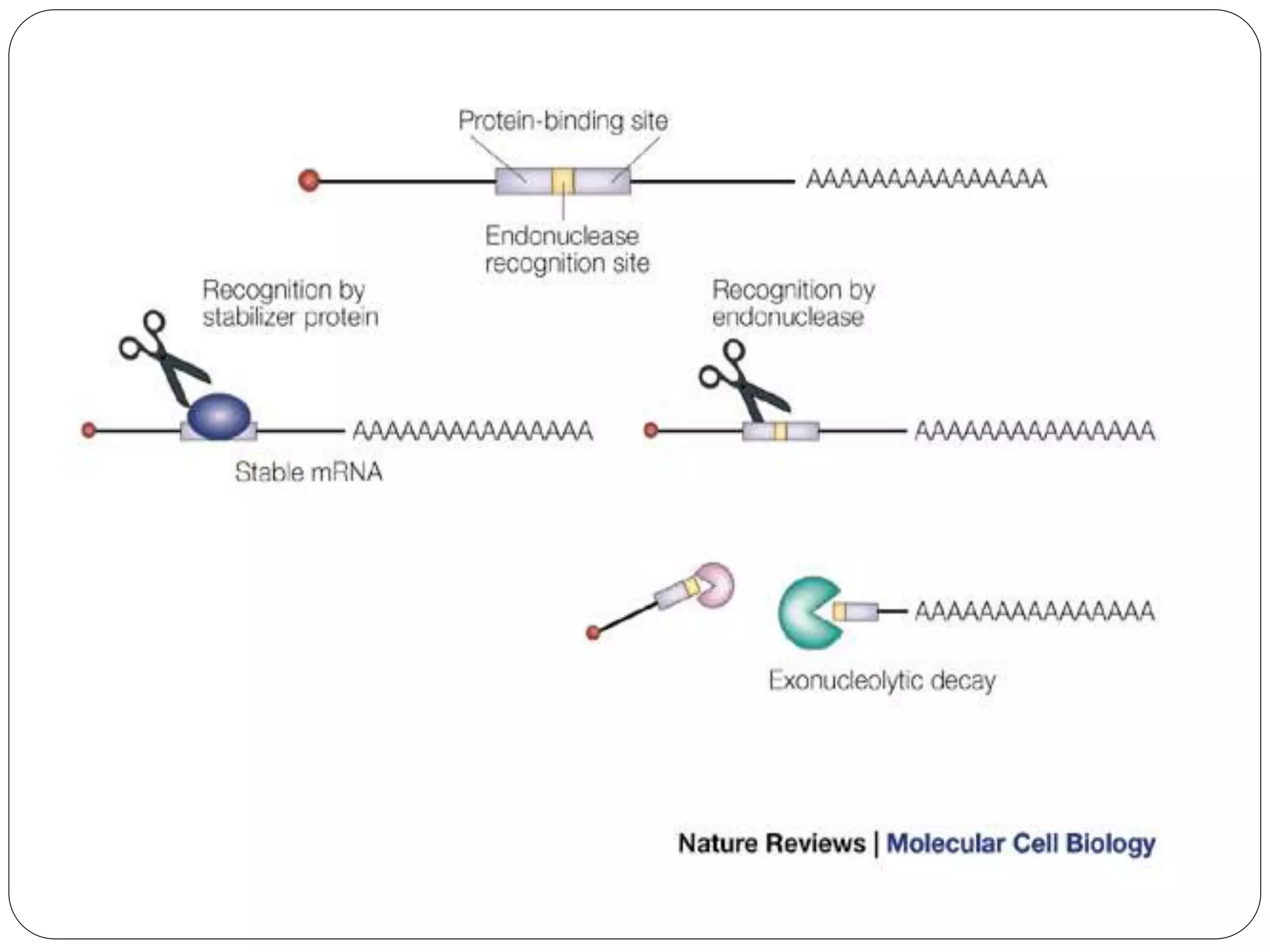mRNA stability by kk sahu | PPT