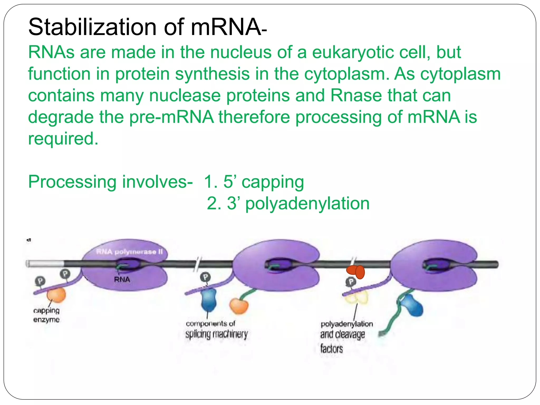 mRNA stability by kk sahu | PPT