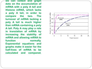 mRNA stability by kk sahu | PPT