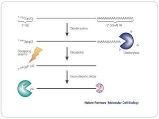 mRNA stability by kk sahu | PPT