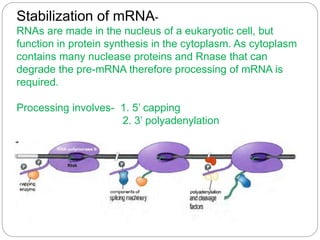 mRNA stability by kk sahu | PPT