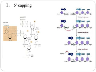 mRNA stability by kk sahu | PPT