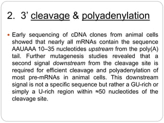 mRNA stability by kk sahu | PPT