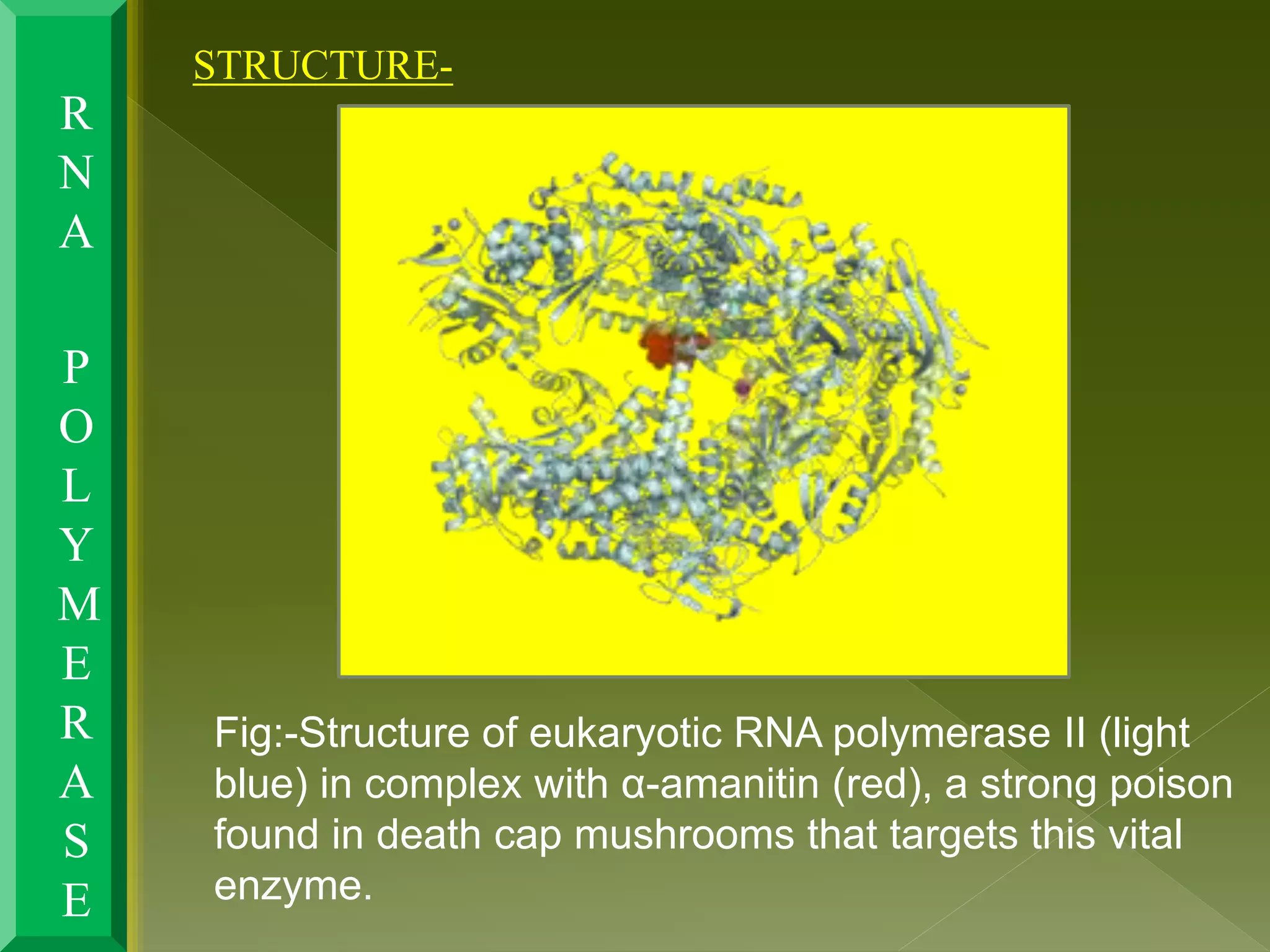 RNA polymerase and transcription factor | PPTX