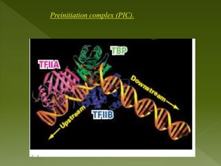 RNA polymerase and transcription factor | PPTX