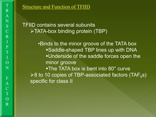 RNA polymerase and transcription factor | PPTX | Biological Sciences ...