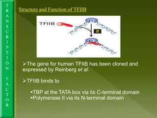 RNA polymerase and transcription factor | PPTX