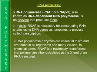 RNA polymerase and transcription factor | PPTX