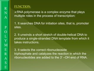Rna Polymerase Structure And Function