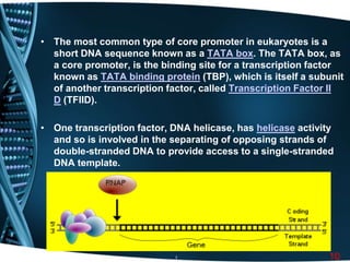 Transcription in eukariotes by kk sahu | PPT