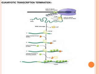 Transcription terrmination by kk sahu | PPT