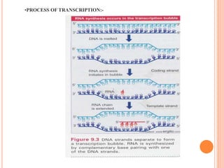 Transcription terrmination by kk sahu | PPT