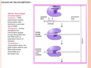 Transcription terrmination by kk sahu | PPT