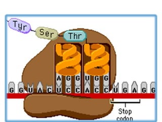 eukaryotic translation machinery by kk sahu | PPTX