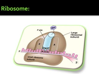 eukaryotic translation machinery by kk sahu | PPTX