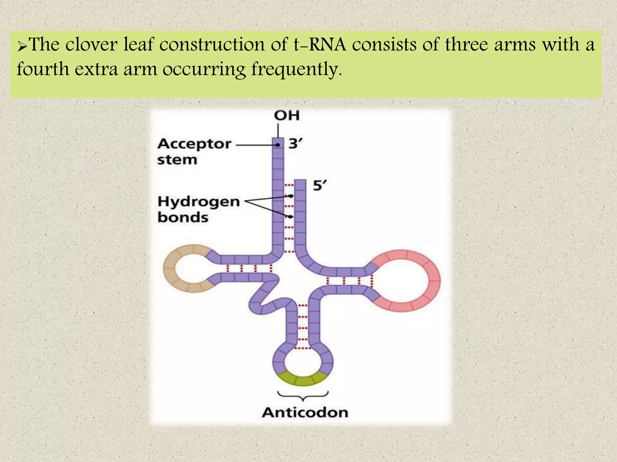 Prokaryotic translation machinery by kk | PPTX