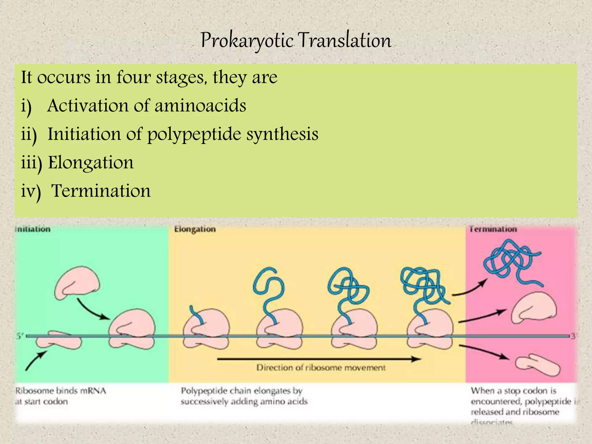 Prokaryotic translation machinery by kk | PPTX